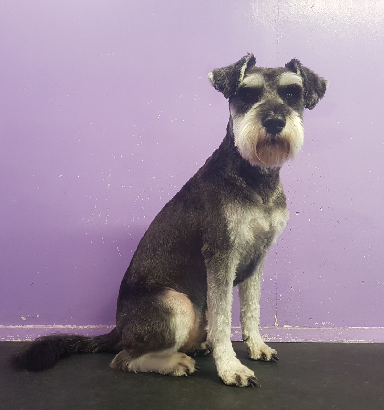 Medium-sized Dog Grooming in Auckland - K9 Heaven