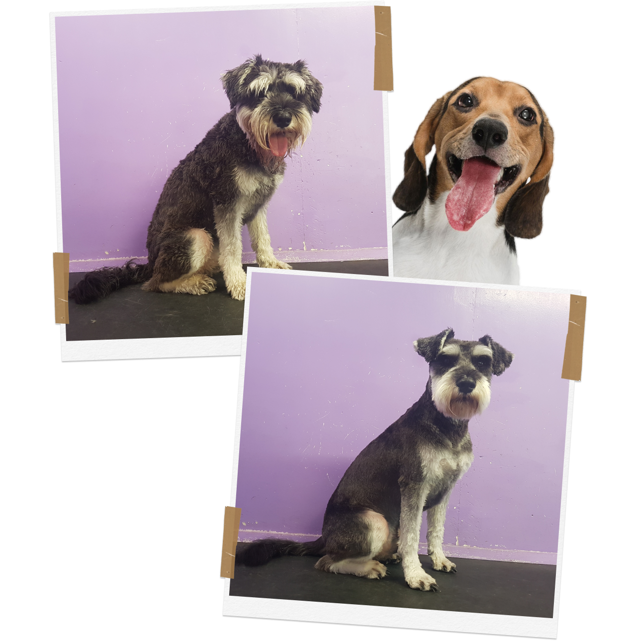 Medium-sized Dog Grooming in Auckland - K9 Heaven