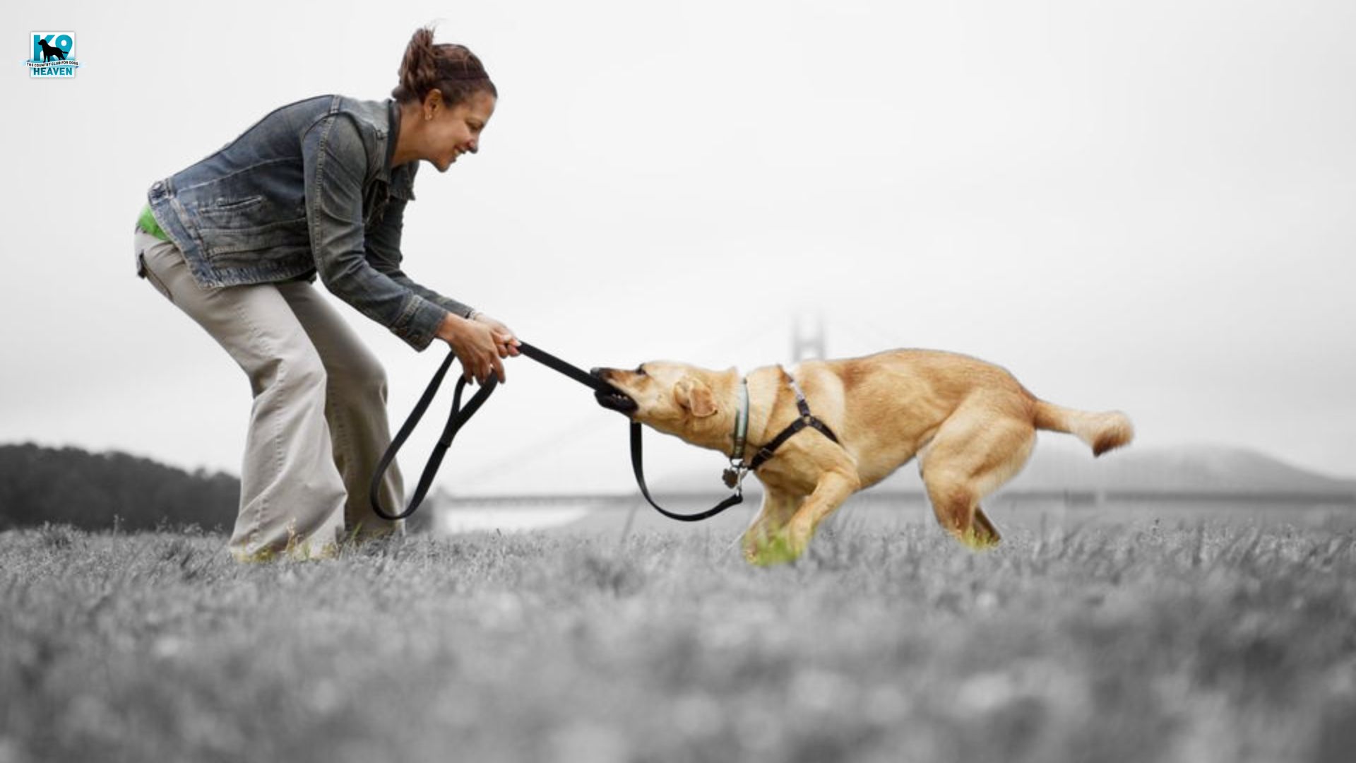 How to tell if your pup is enjoying doggy daycare - K9 Heaven