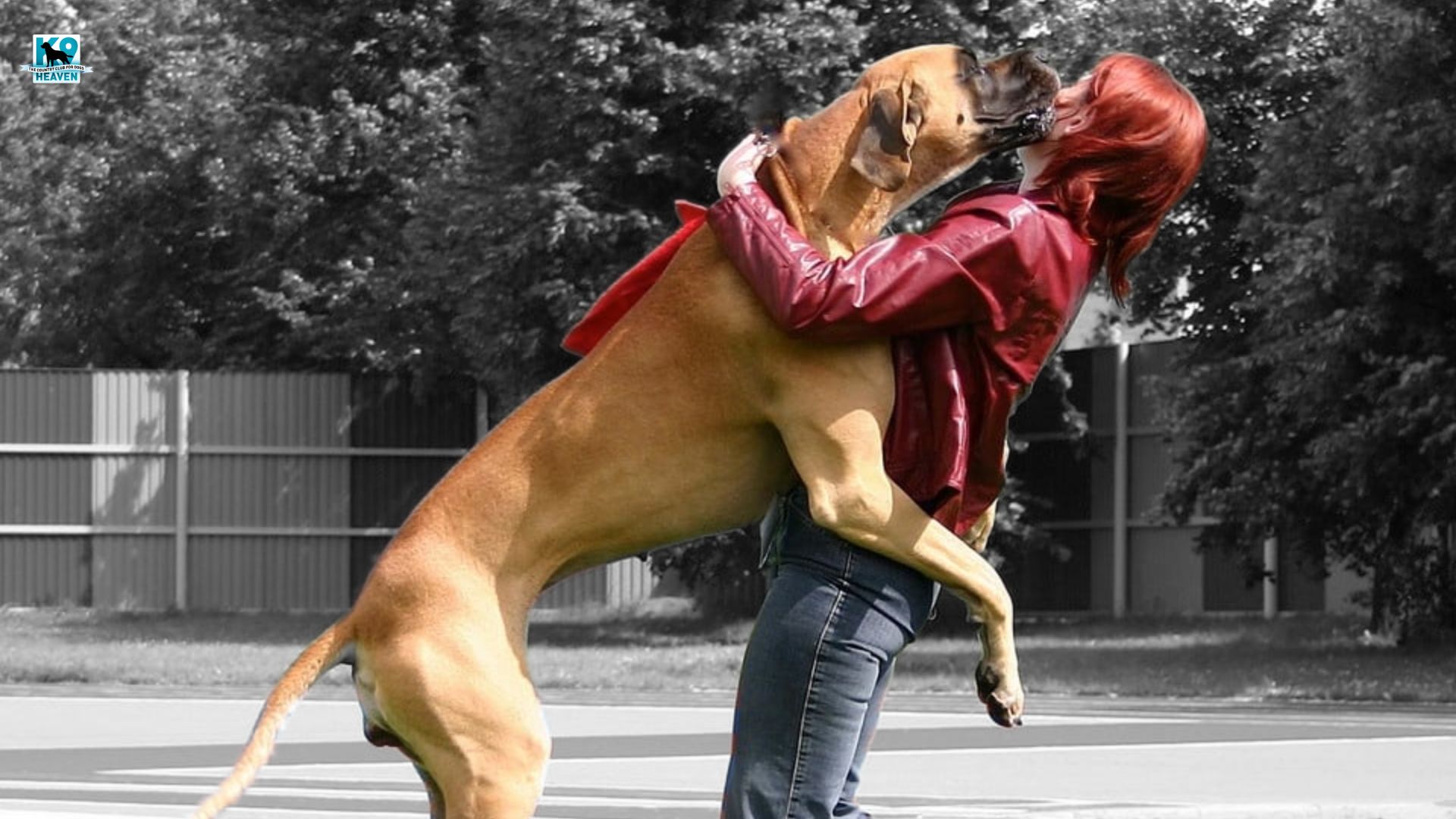 How to tell if your dog is enjoying daycare - K9 Heaven