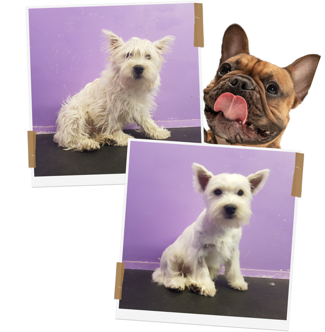 First-Rate Puppy Grooming in Auckland: K9 Heaven's Caring Touch